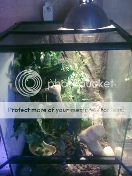 Tokay Gecko enclosures | Reptile Forums