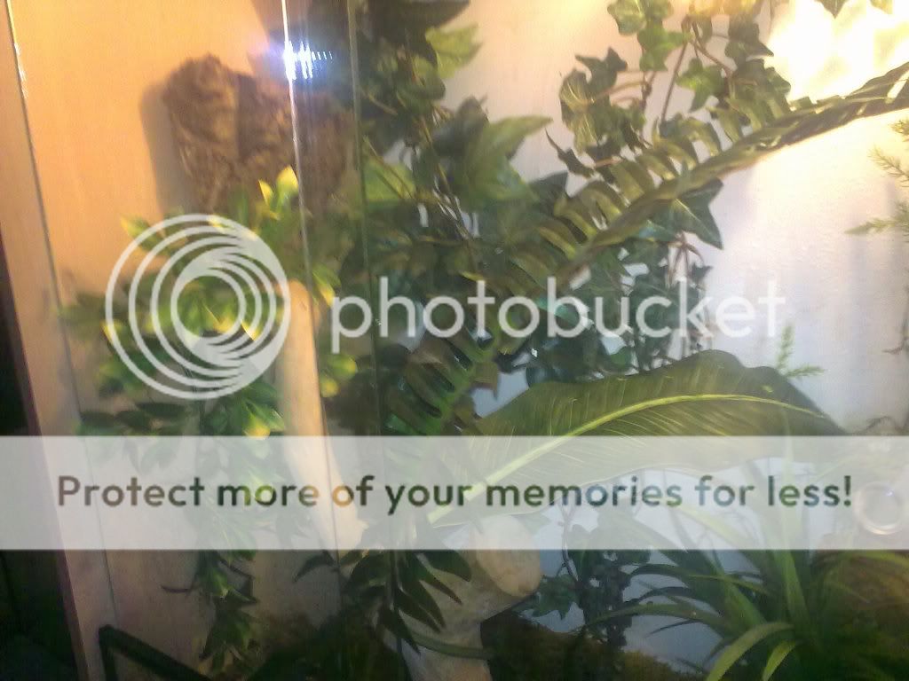 Tokay Gecko enclosures | Reptile Forums