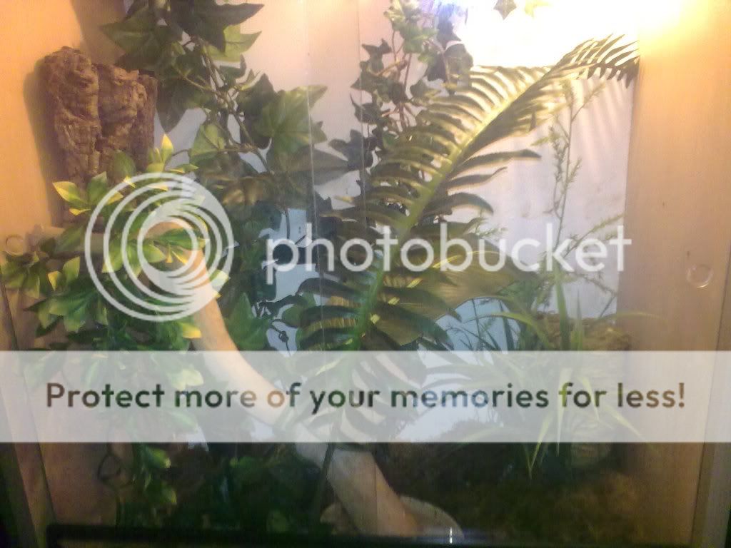 Tokay Gecko enclosures | Reptile Forums