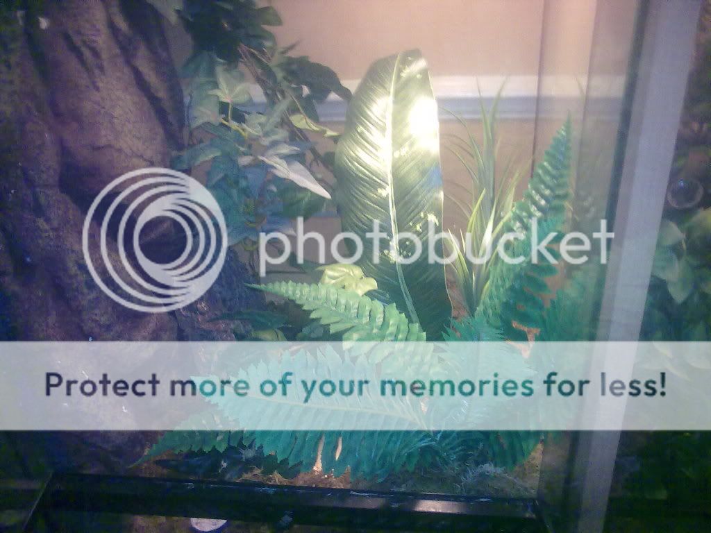 Tokay Gecko enclosures | Reptile Forums