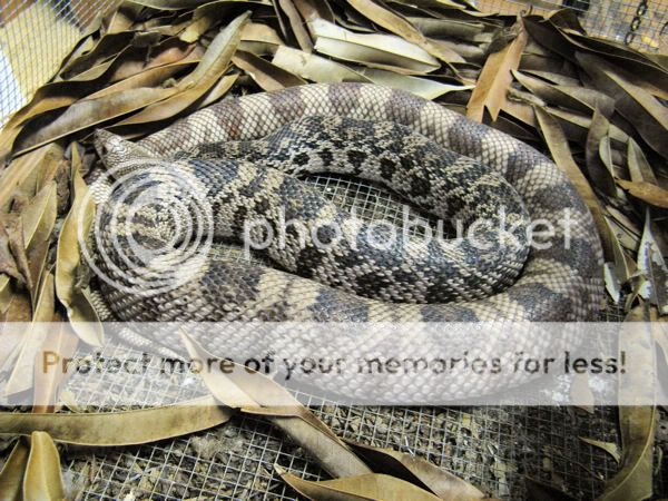 Are our snakes as fat as we are? - Field Herp Forum