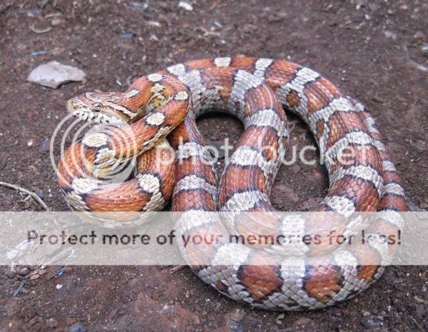 Locality corn snake photos please - Field Herp Forum