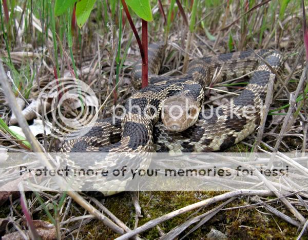 Wisconsin/ behind the cheese curtain... - Field Herp Forum