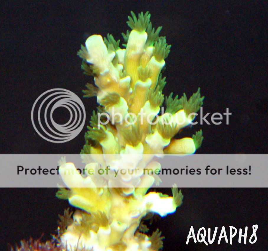 RR yellow Mamba | Reef2Reef